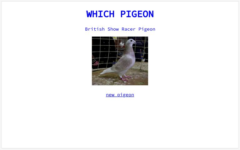 WHICH PIGEON ― Perchance Generator